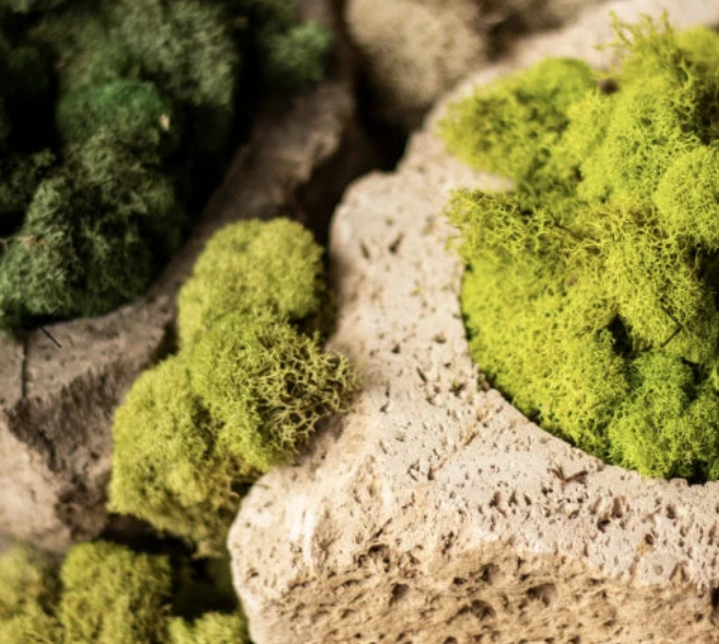 Reindeer Moss Chartreuse | Bonita Bromeliads Specialty Plant Nursery