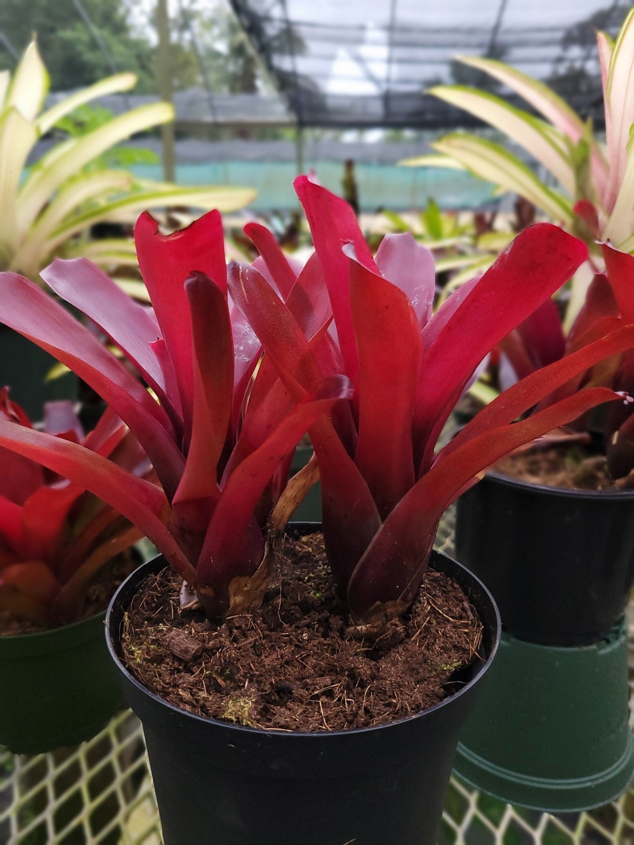 Neoregelia Super Fireball | Bonita Bromeliads Specialty Plant Nursery