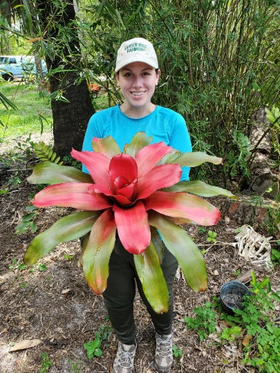 Neoregelia Magali | Bonita Bromeliads Specialty Plant Nursery