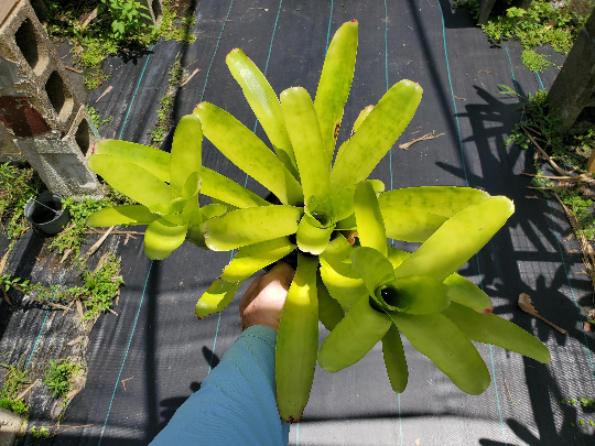 Neoregelia 'Compacta' | Bonita Bromeliads Specialty Plant Nursery