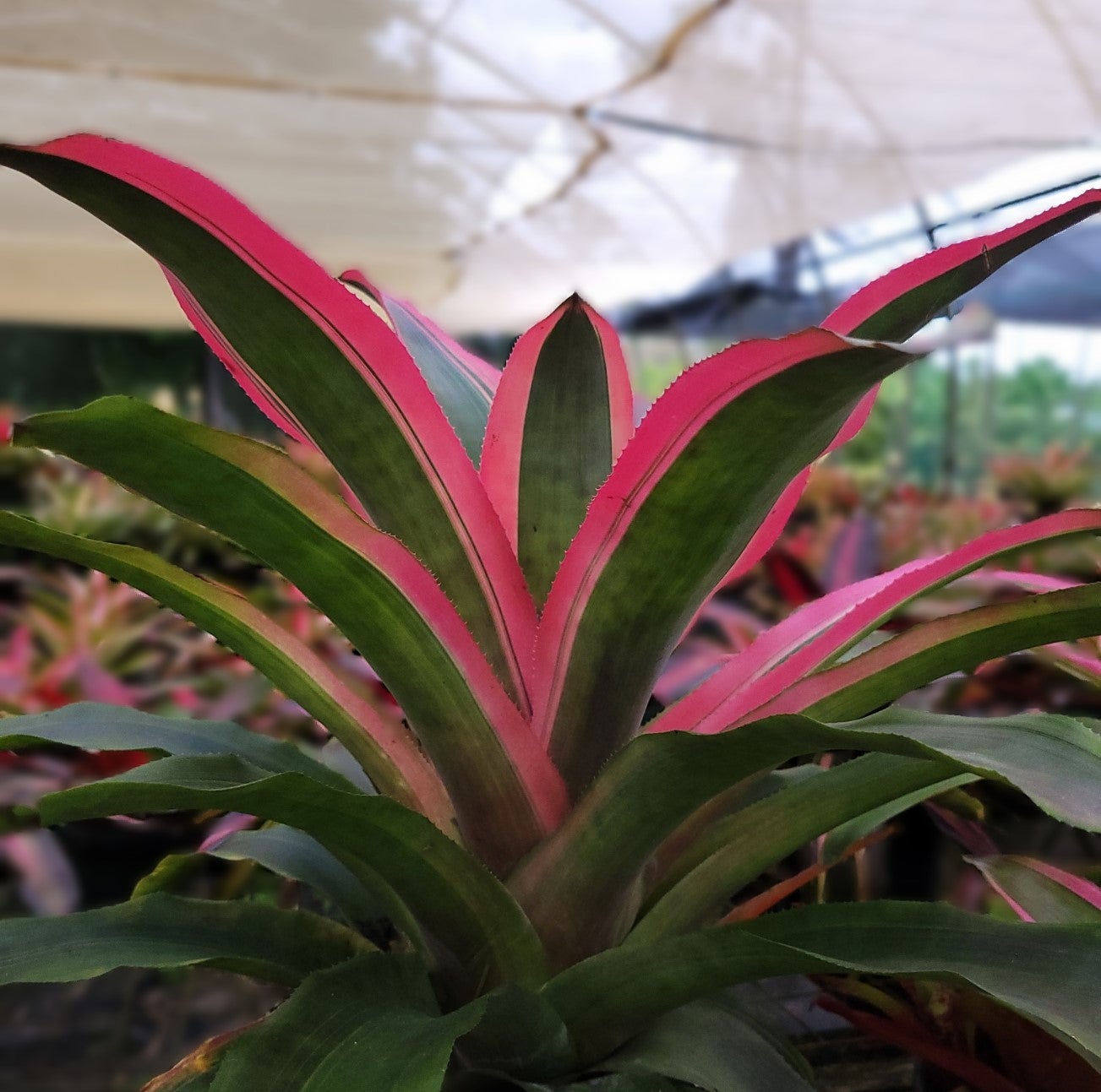 Aechmea Mend | Bonita Bromeliads Specialty Plant Nursery