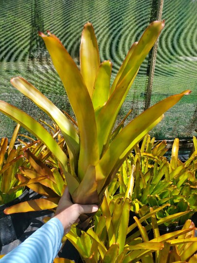 Aechmea Blanchetiana Raspberry | Bonita Bromeliads Specialty Plant Nursery