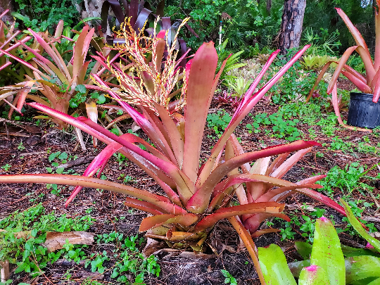 Aechmea Penduliflora | Bonita Bromeliads Specialty Plant Nursery