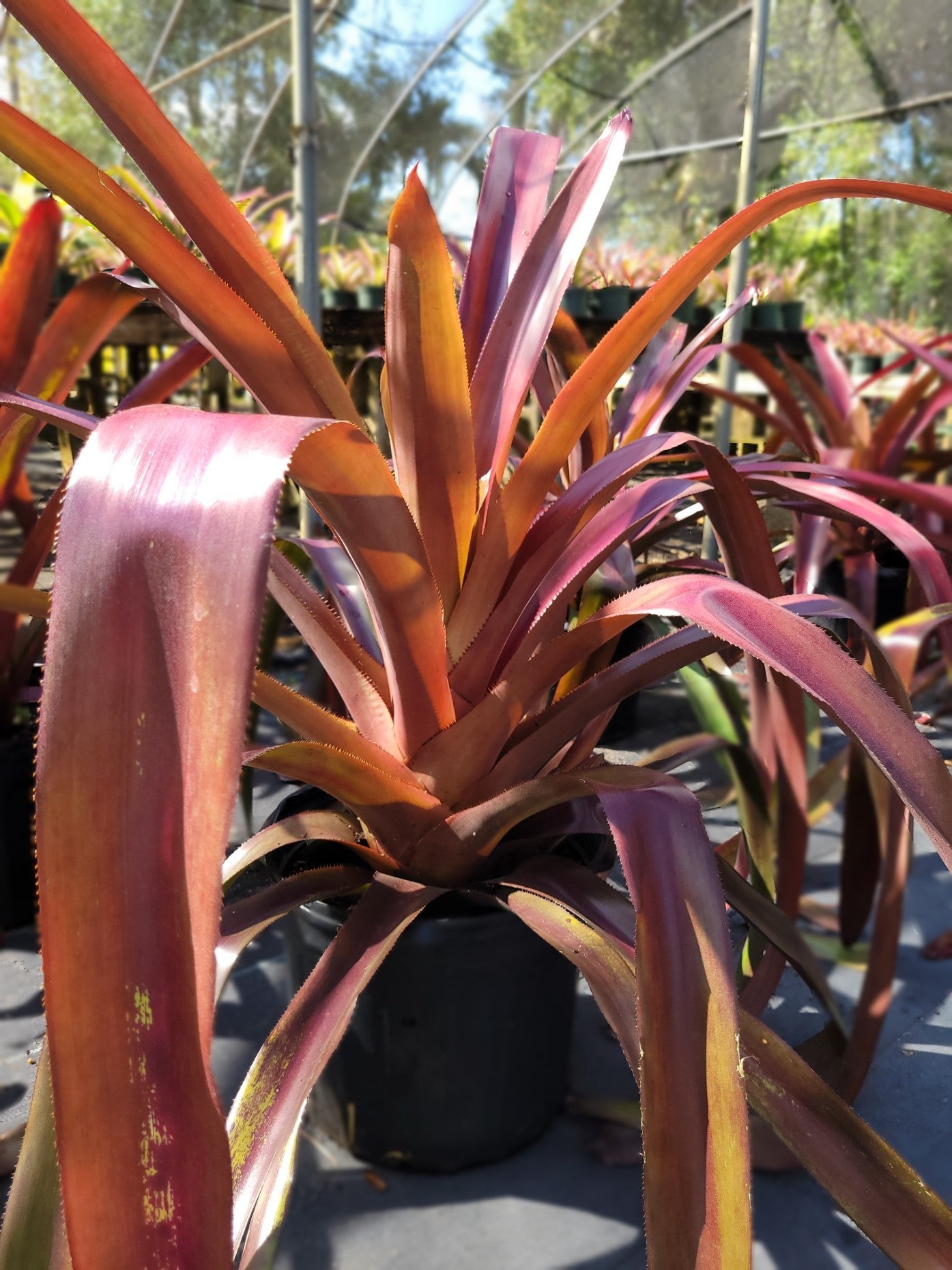 Aechmea Pinot Noir | Bonita Bromeliads Specialty Plant Nursery