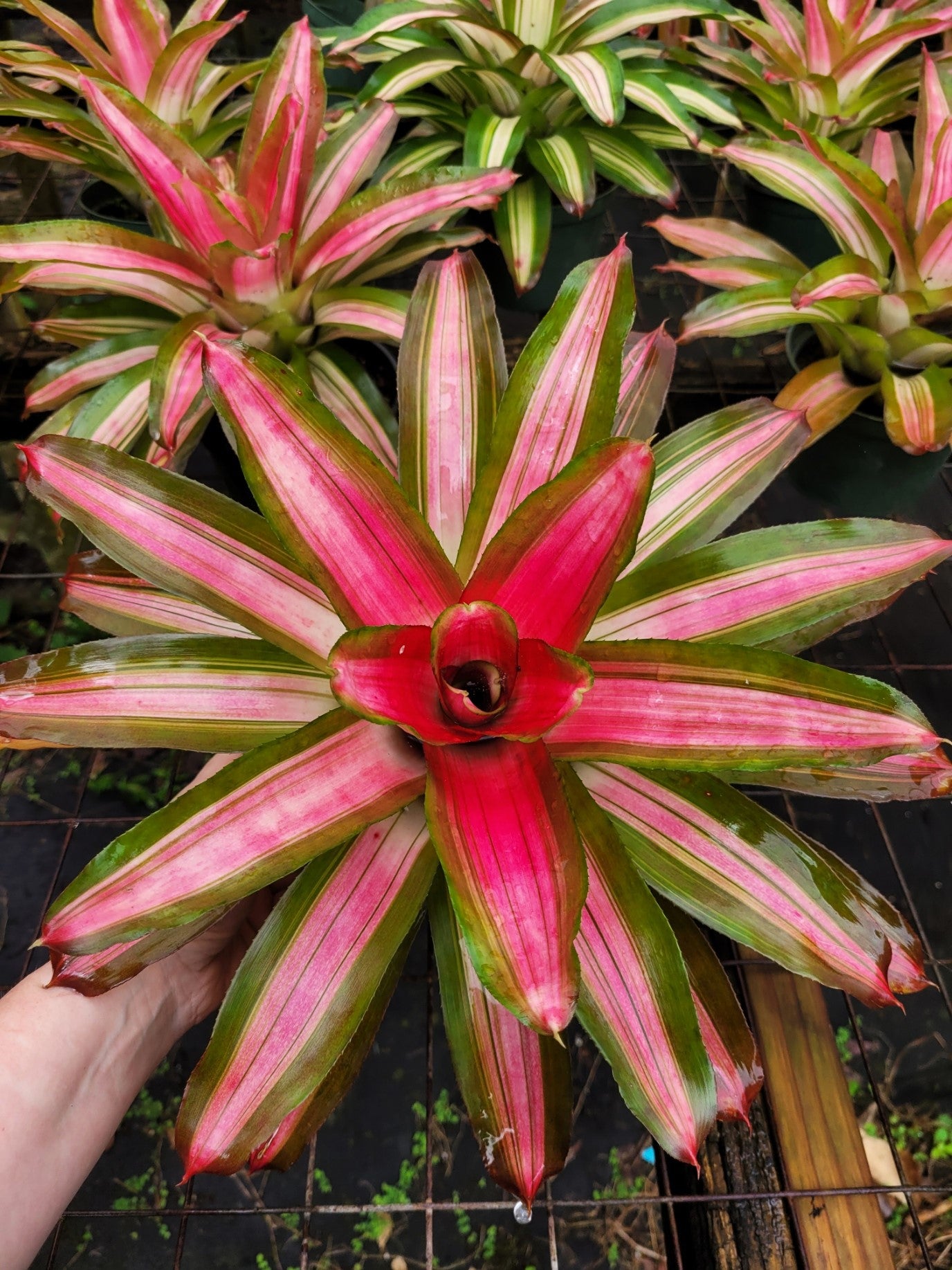 Neoregelia Tricolor | Bonita Bromeliads Specialty Plant Nursery