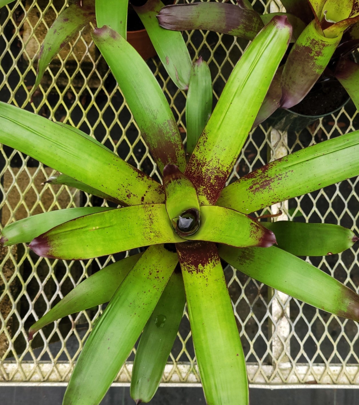 Vriesea-Purple-Cockatoo | Bonita Bromeliads Specialty Plant Nursery