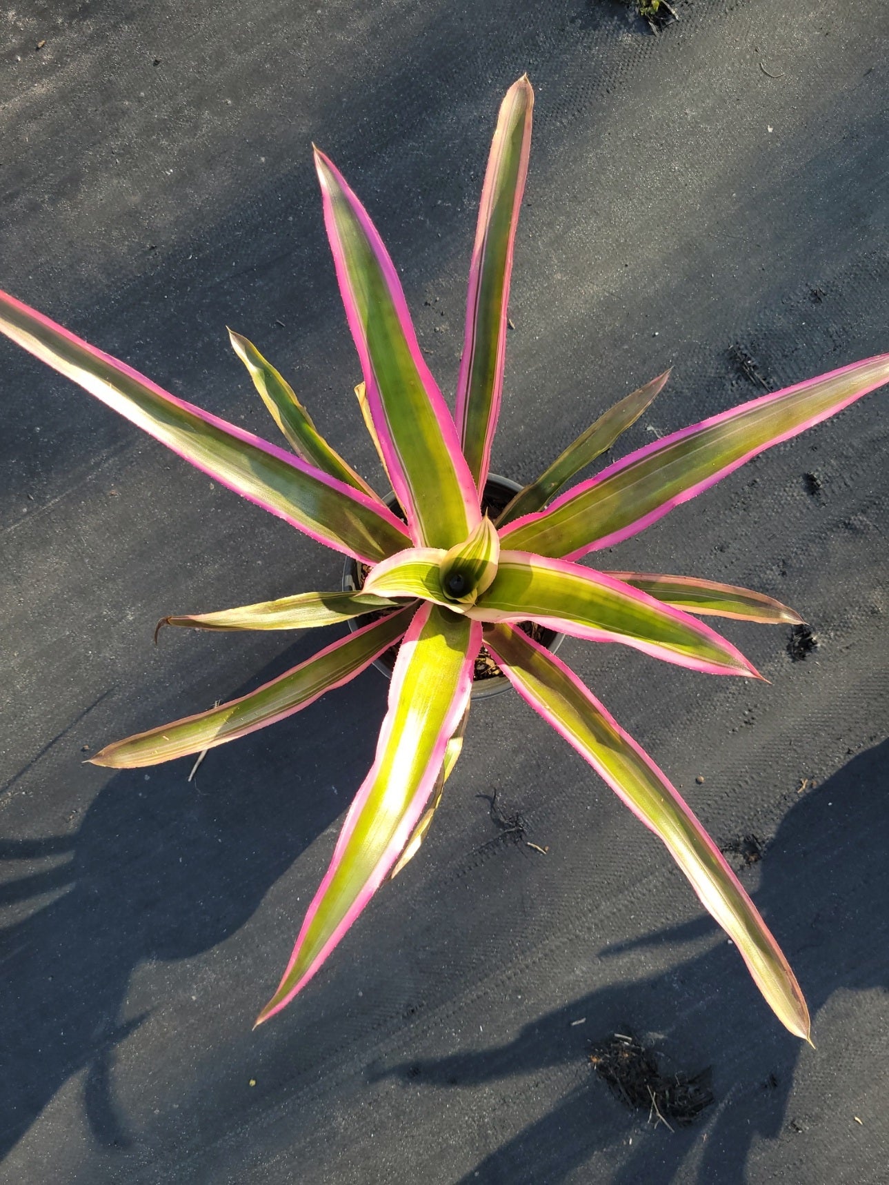 Aechmea Mend | Bonita Bromeliads Specialty Plant Nursery