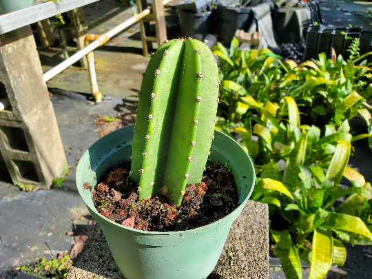 Peruvian Apple Cactus Cereus Rapandus | Bonita Bromeliads Specialty ...