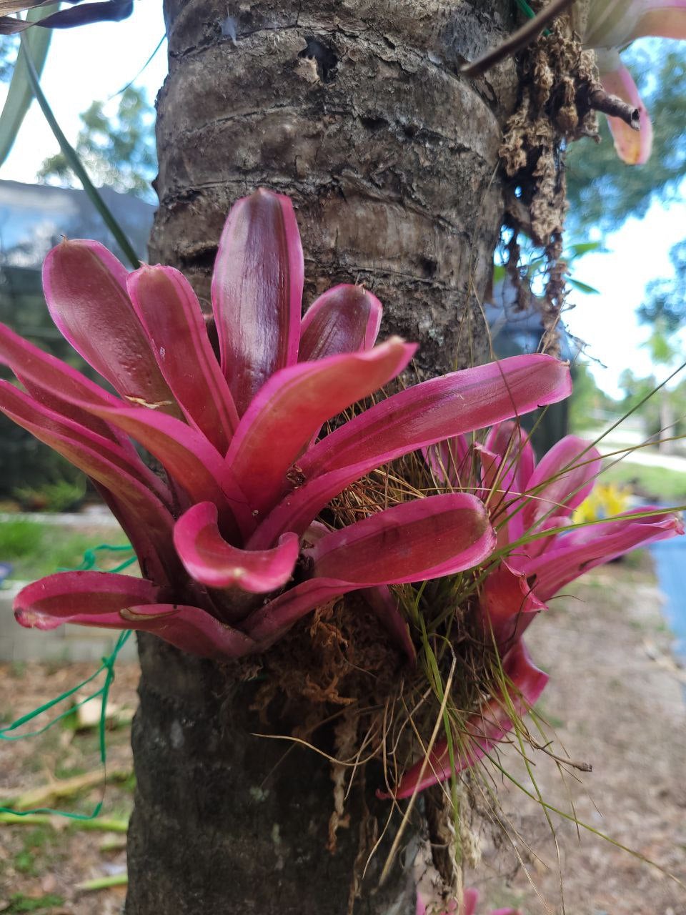 Neoregelia Zoe | Bonita Bromeliads Specialty Plant Nursery