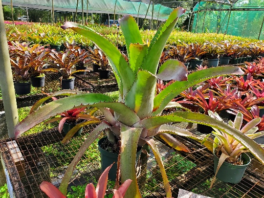 Aechmea Bracteata Rubra | Bonita Bromeliads Specialty Plant Nursery