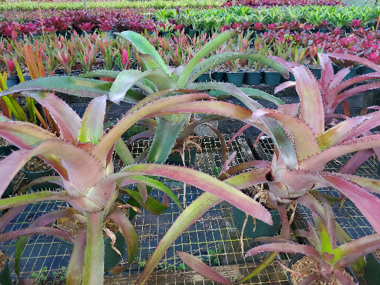 Aechmea Bracteata Rubra | Bonita Bromeliads Specialty Plant Nursery