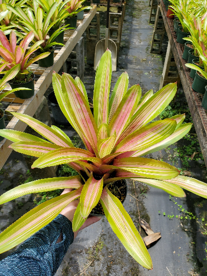 Neoregelia 'Martin' | Bonita Bromeliads Specialty Plant Nursery