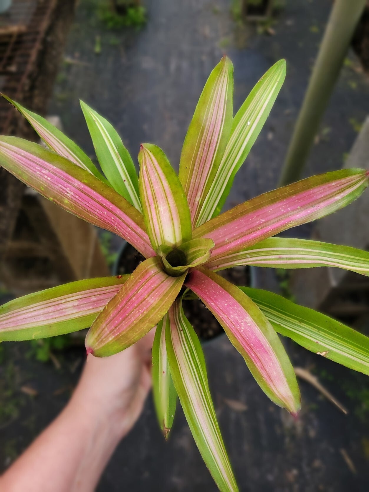Neoregelia 'Martin' | Bonita Bromeliads Specialty Plant Nursery