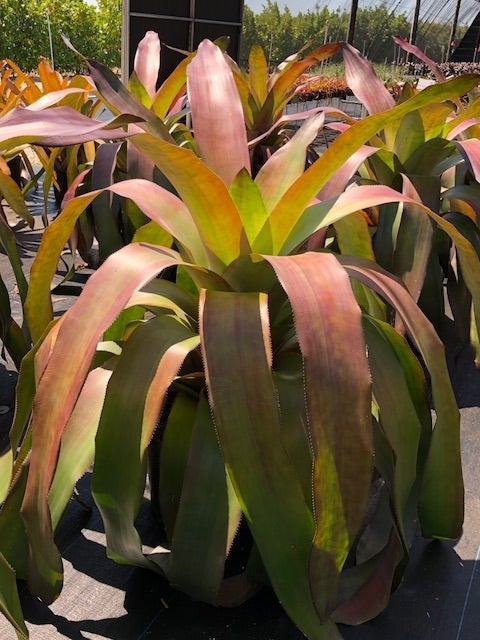 Aechmea Dean | Bonita Bromeliads Specialty Plant Nursery