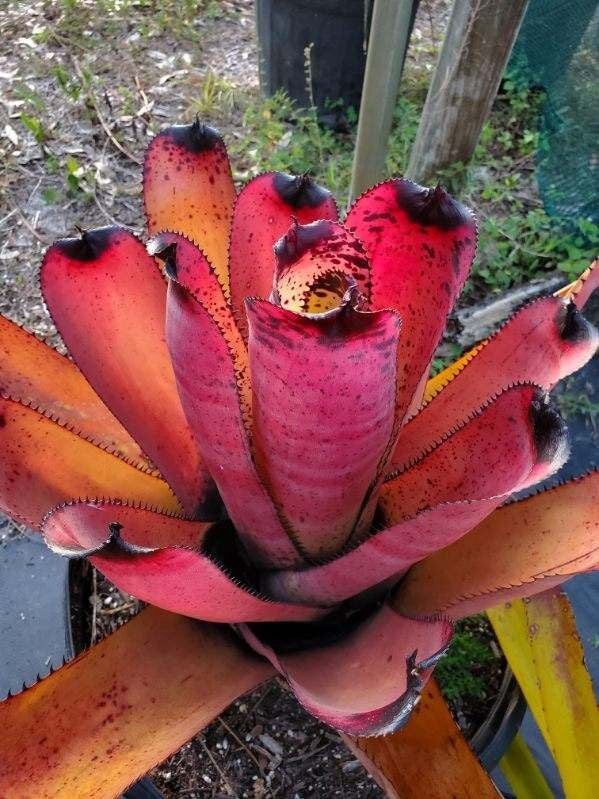 Neoregelia Carcharodon Rainbow | Bonita Bromeliads Specialty Plant Nursery Neoregelia Carcharodon Rainbow | Bonita Bromeliads Specialty Plant Nursery