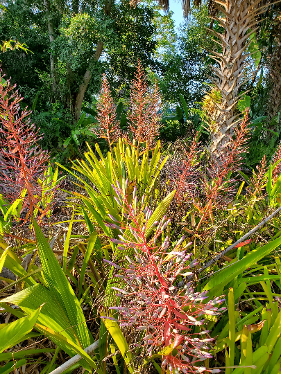 Portea-Petropolitana-Extensa | Bonita Bromeliads Specialty Plant Nursery